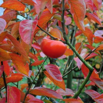 Caqui: fruta da época une sabor e nutrição - Portal CanaMix